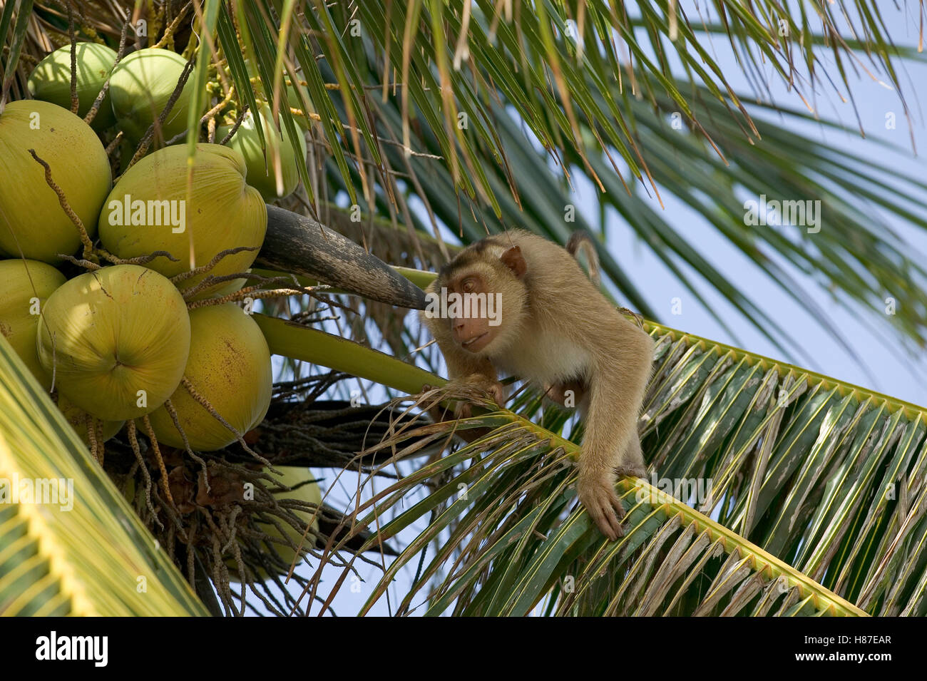 Pig-tailed Macaque (Macaca nemestrina) captive animal trained to pick ...