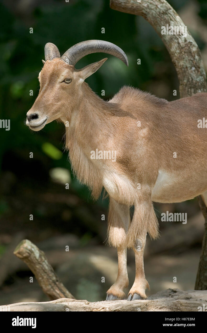 Barbary Sheep (Ammotragus lervia) adult, native to north Africa Stock ...