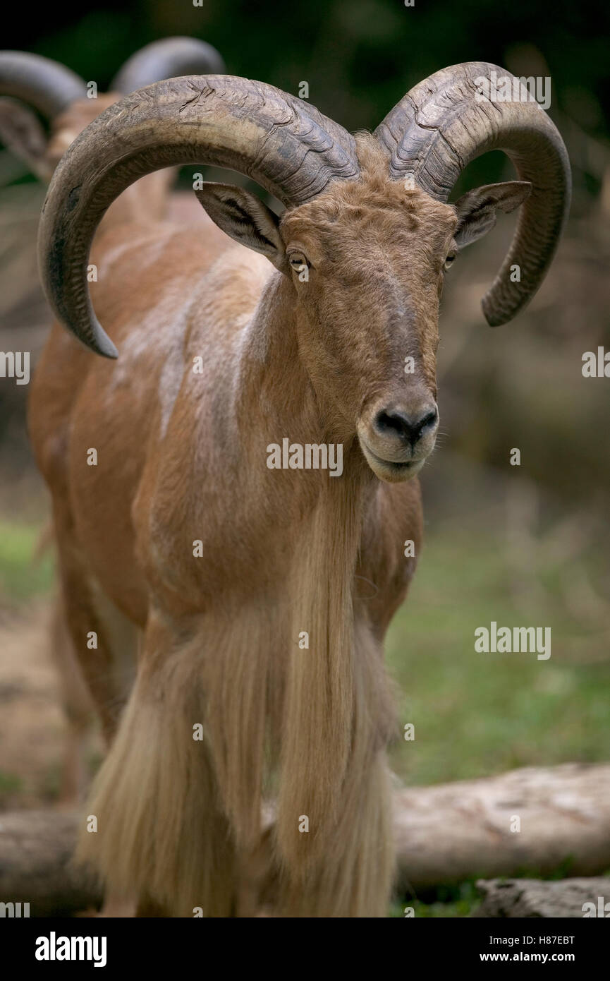 Barbary Sheep (Ammotragus lervia) adult, native to north Africa Stock ...