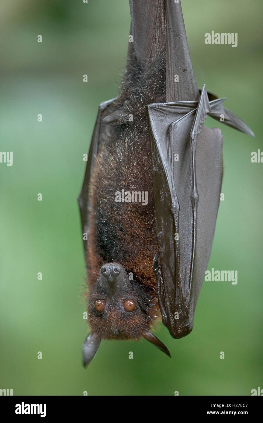 Large Flying Fox (Pteropus vampyrus) portrait, these are some of the ...
