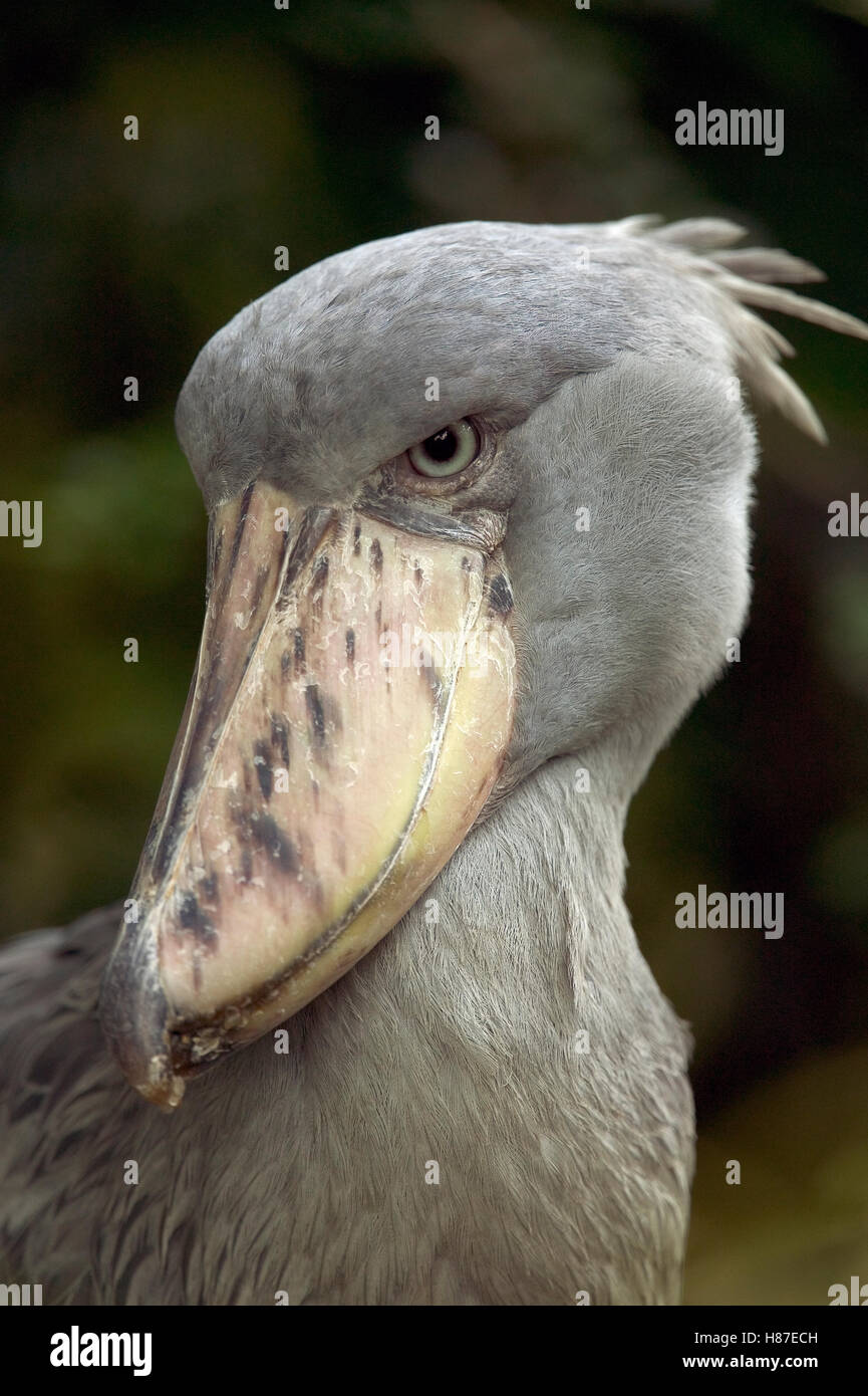 Shoebill (Balaeniceps rex), native to tropical regions of central ...
