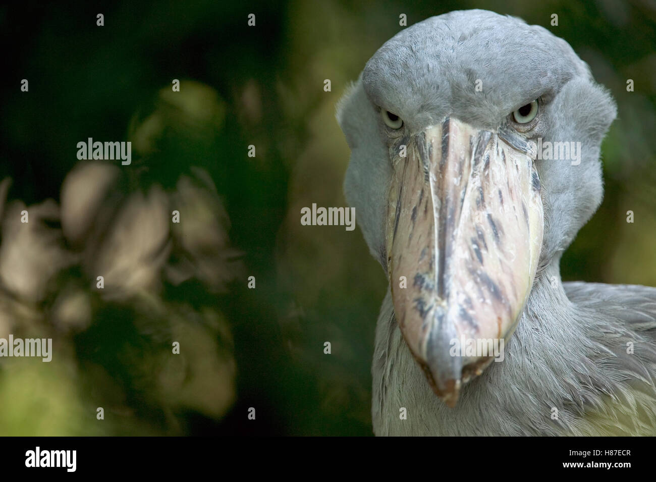 Shoebill (Balaeniceps rex), native to tropical regions of central ...