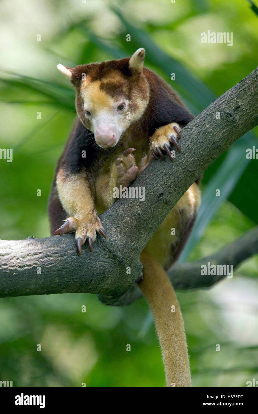Matschie's Tree Kangaroo (Dendrolagus matschiei) endemic to the Huon ...