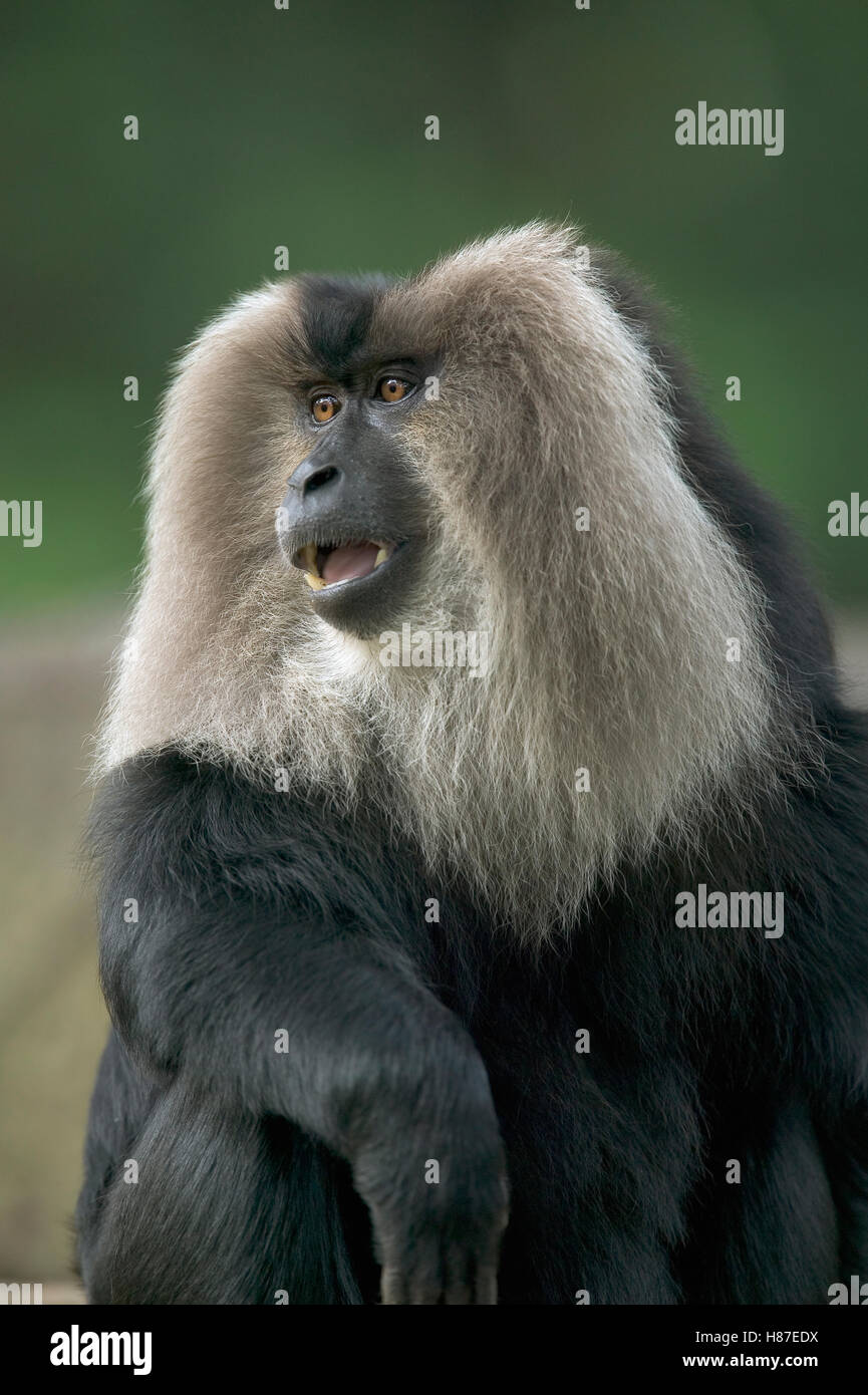 Lion-tailed Macaque (Macaca silenus) male portrait, native to India ...