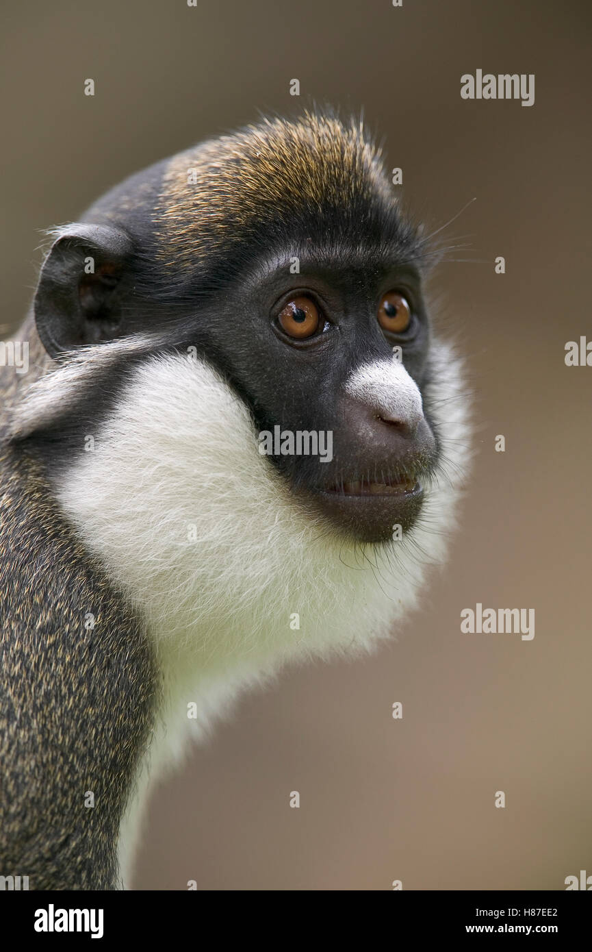 Lesser White-nosed Monkey (Cercopithecus petaurista) portrait, native ...