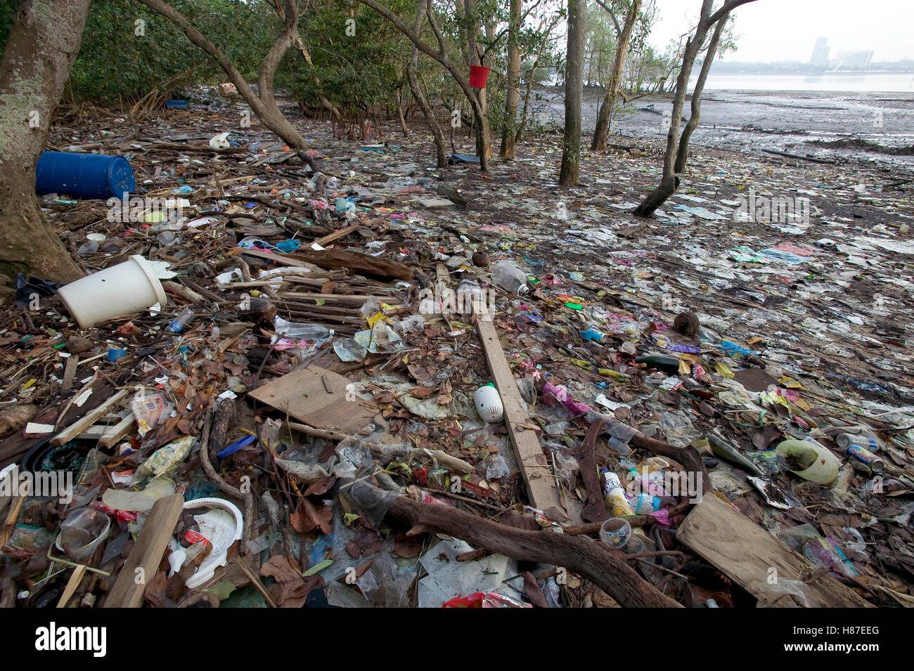 Polluted mangrove forest and beach littered with trash and plastic, Singapore Stock Photo - Alamy