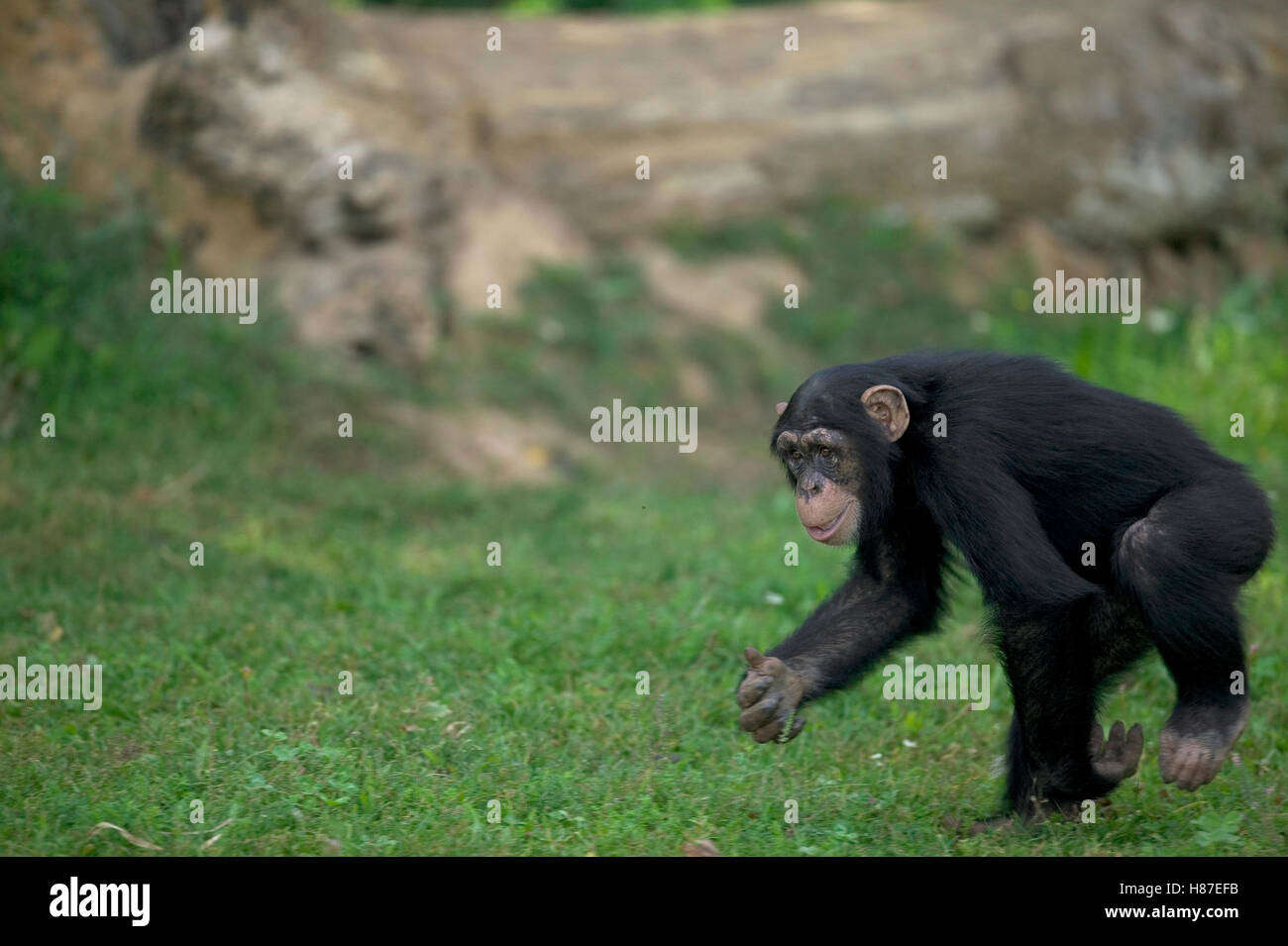 Chimpanzee (Pan troglodytes) running across grassy field, La Vallee Des ...