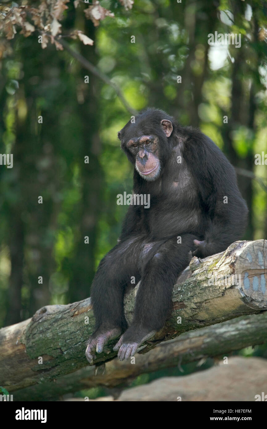 Bonobo (Pan paniscus) young male sitting on fallen tree, La Vallee Des ...