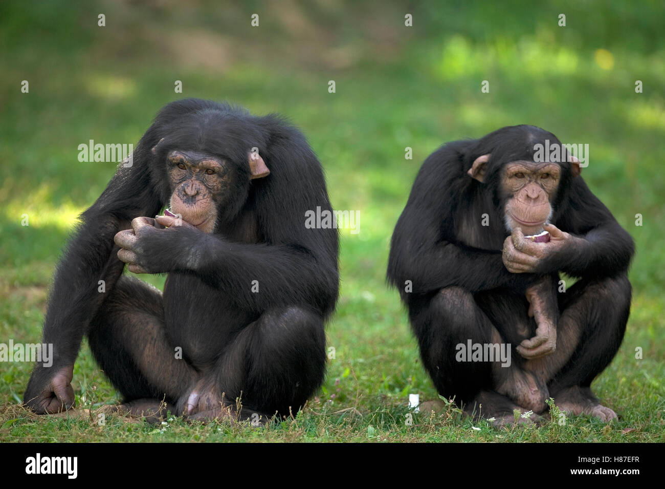 Chimpanzee (Pan troglodytes) pair eating fruit, photographed at the La ...