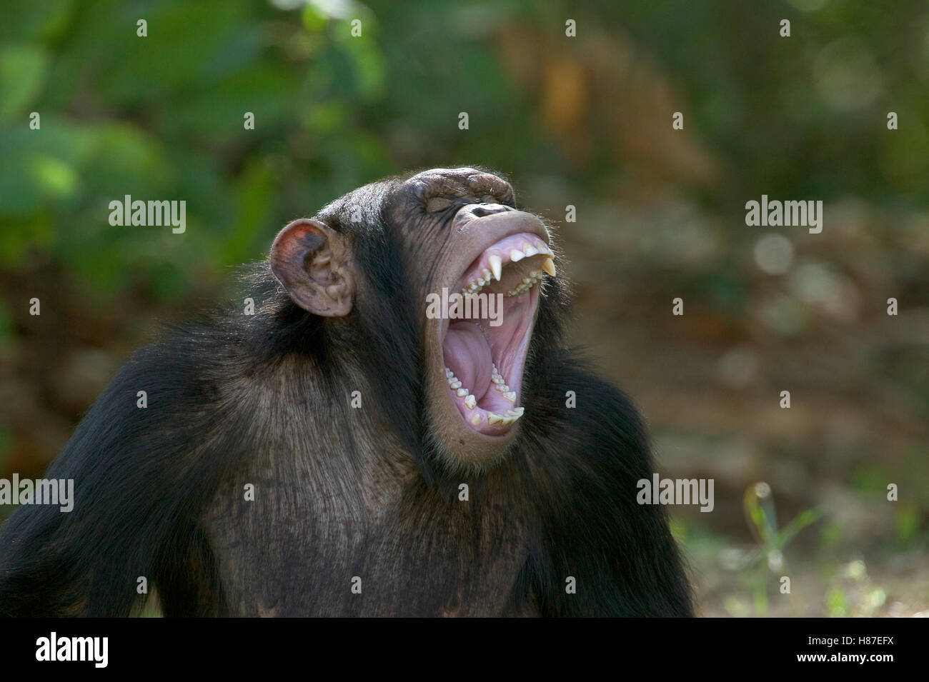 Chimpanzee (Pan troglodytes) adult yawning, La Vallee Des Singes ...