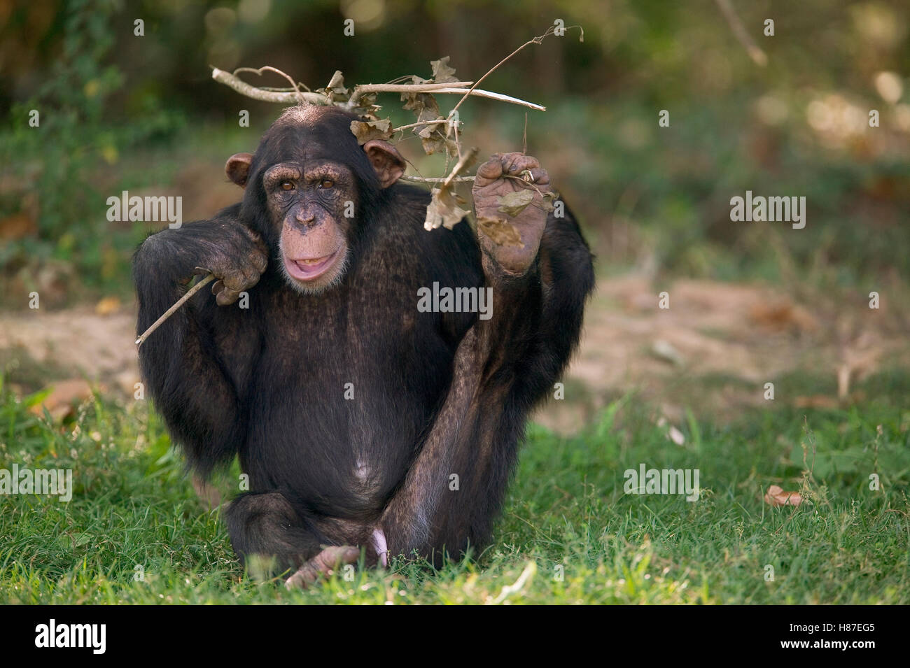 Chimpanzee (Pan troglodytes) young male playing with a twig, La Vallee ...