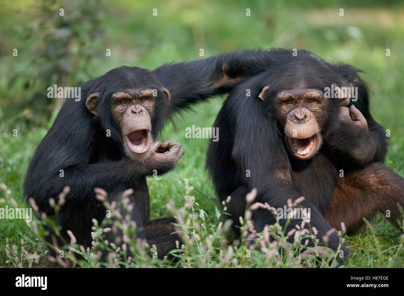 Chimpanzee (Pan troglodytes) pair vocalizing, La Vallee Des Singes ...