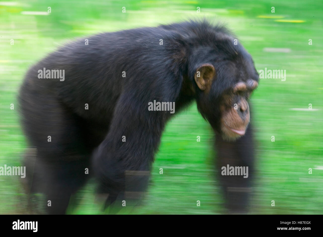 Bonobo (Pan paniscus) knuckle-walking through grass, La Vallee Des ...