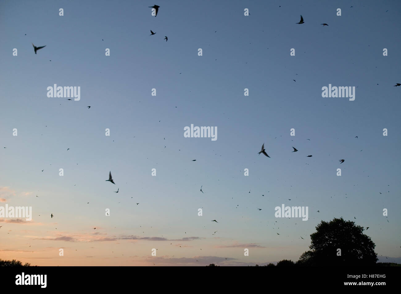 Barn Swallow (Hirundo rustica) flock flying over a corn field during ...