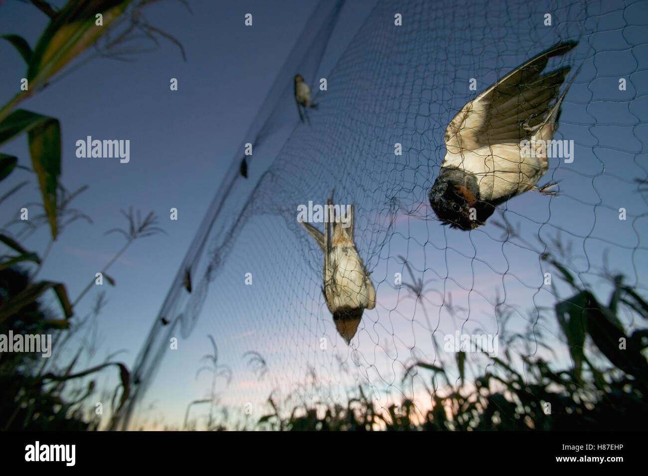 Barn Swallow (Hirundo rustica) pair caught in mist net set by ...