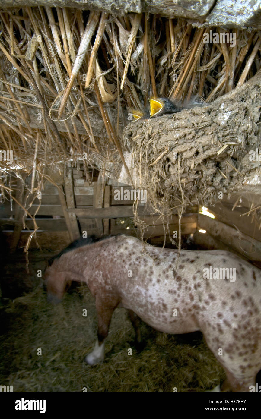 Barn Swallow (Hirundo rustica) chicks begging in nest over a horse ...