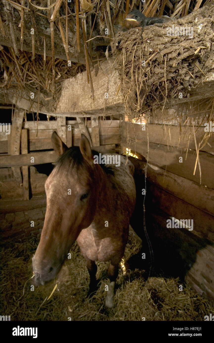 Barn Swallow (Hirundo rustica) chicks begging in nest over a horse ...