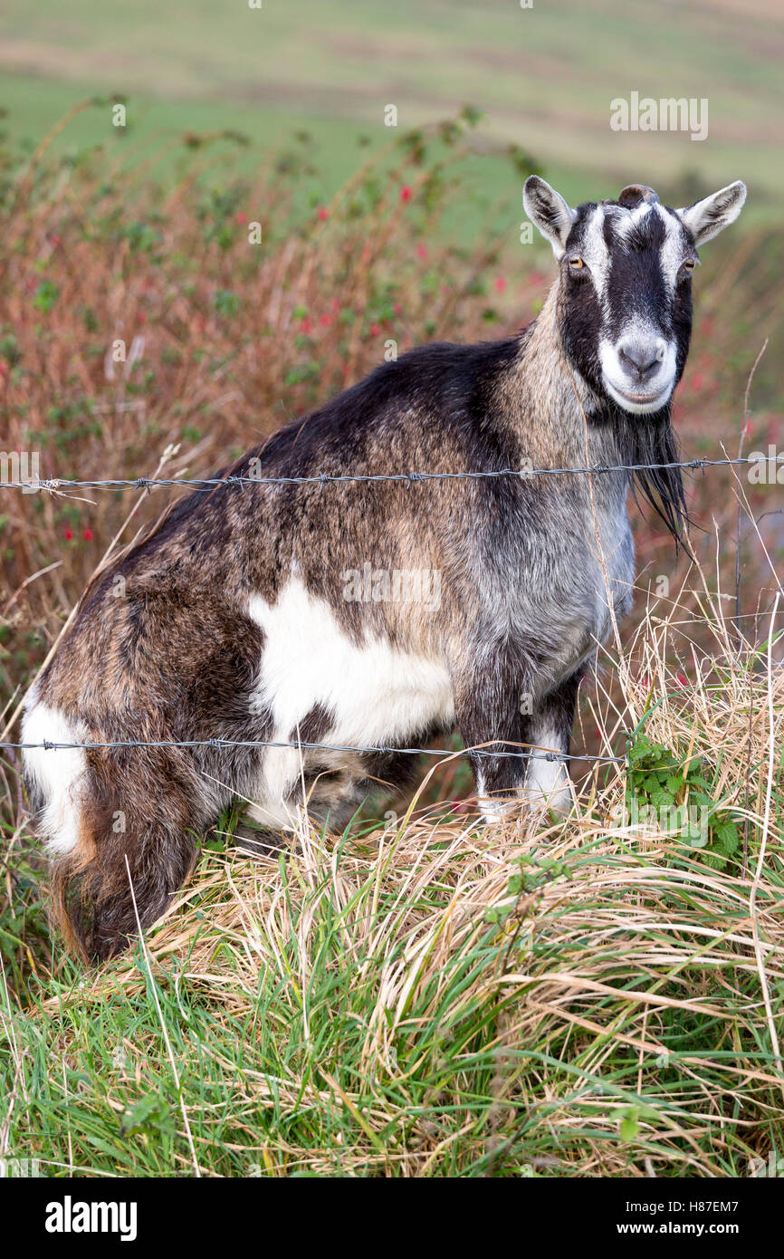 Puck goat hi-res stock photography and images - Alamy