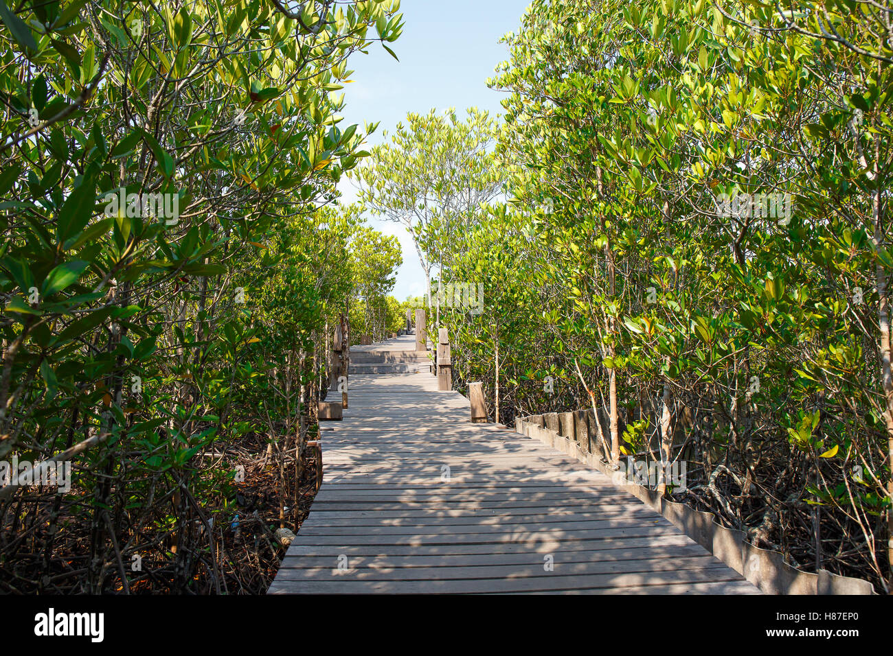 Mangrove forest with wood Walk way in Thailand Stock Photo - Alamy