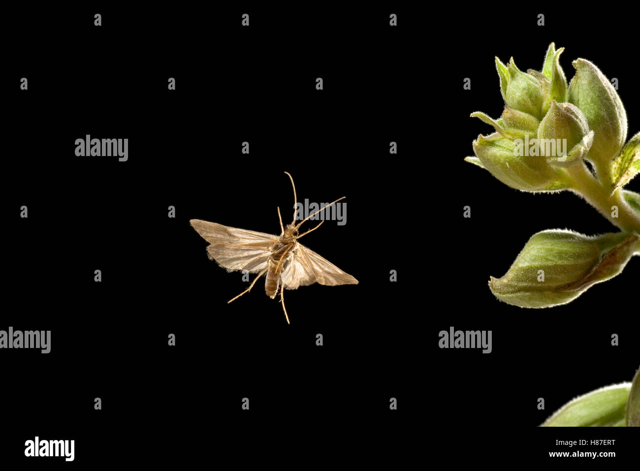 Miniature Moth, took his own photograph when it flew through the high ...