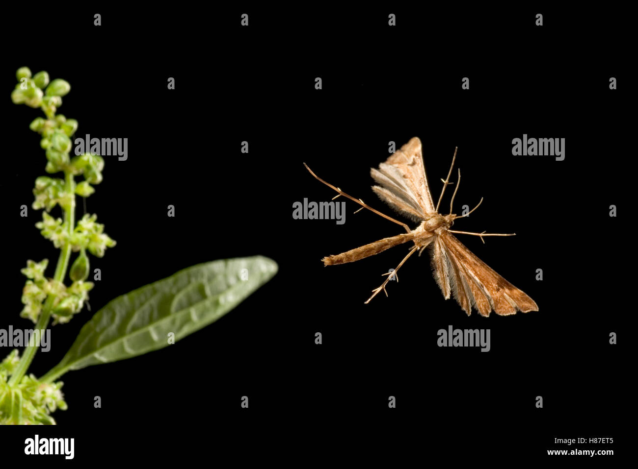 Plume Moth (Platyptilia pallidactyla) flying on a warm summer night ...
