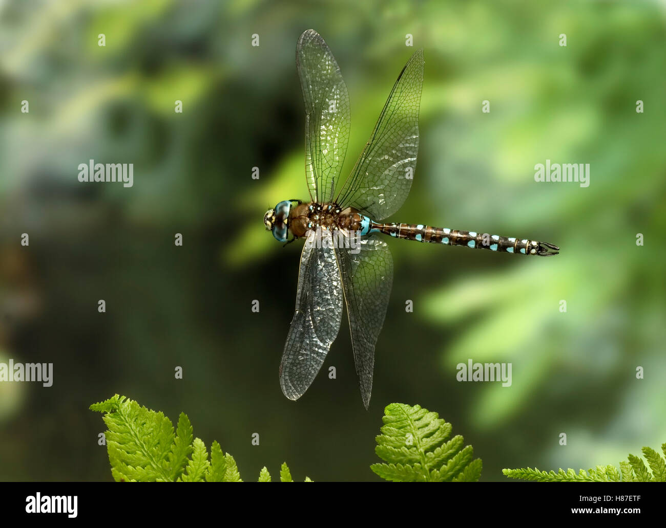 California Darner (Rhionaeschna californica) dragonfly, photographed ...