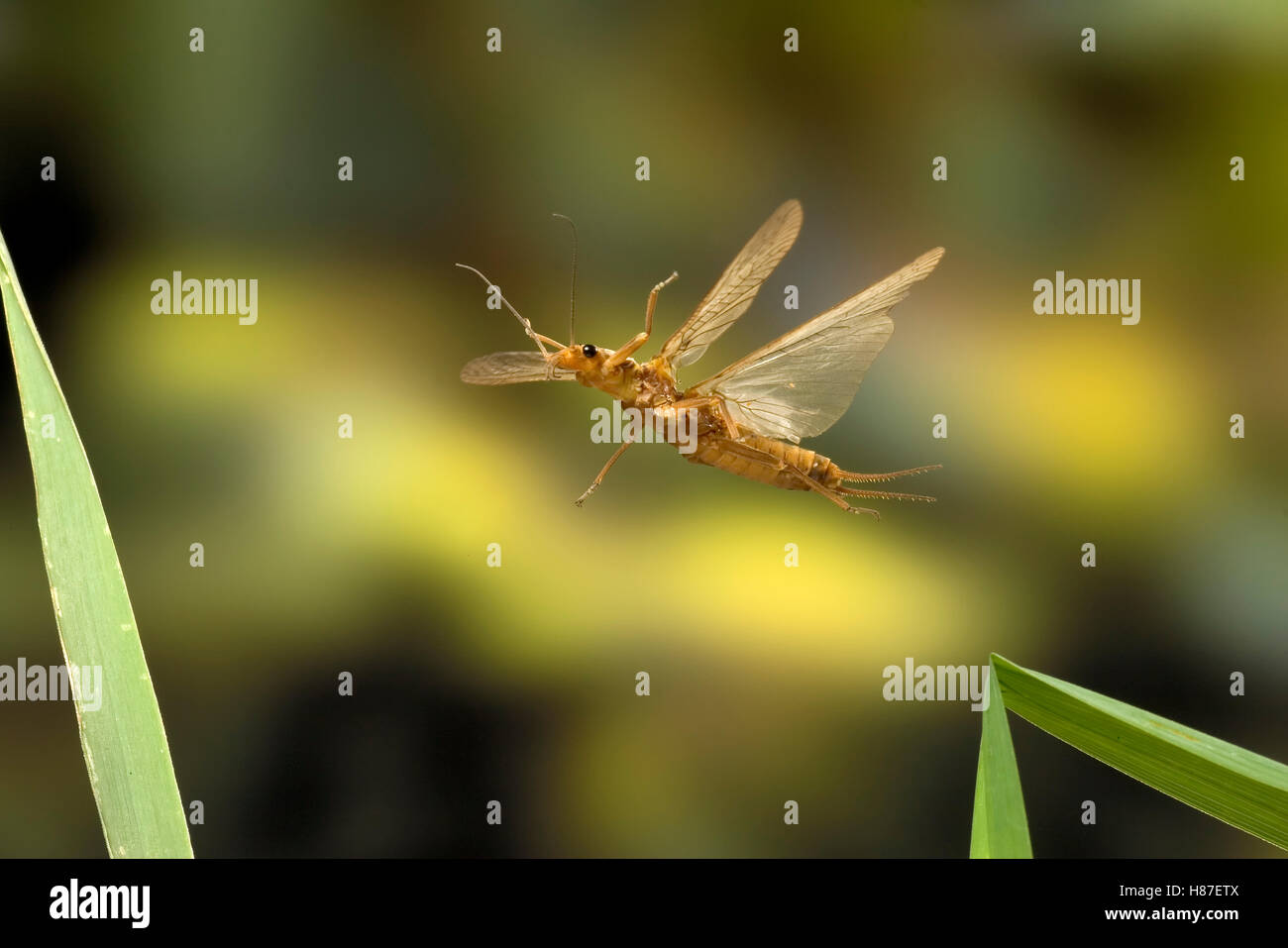 Golden Stonefly (Hesperoperla pacifica) flying near the bank of the ...