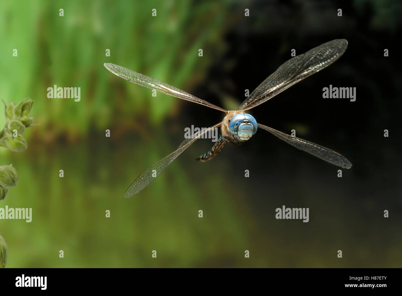 Blue-eyed Darner (Rhionaeschna multicolor) dragonfly, flying in the ...