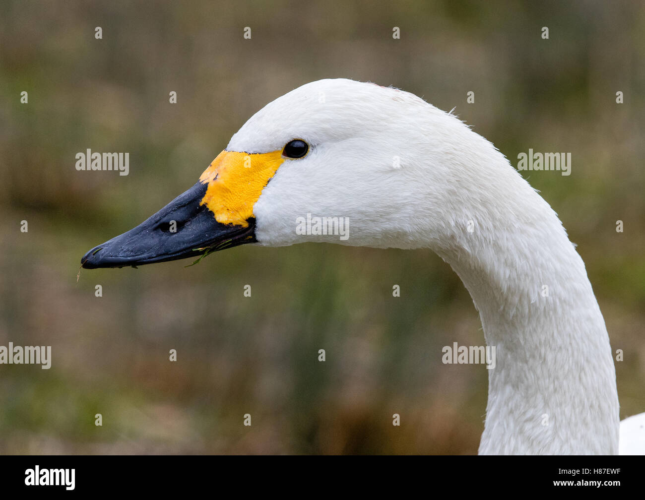 Profile of Bewick's or Tundra swan Cygnus columbianus showing less ...