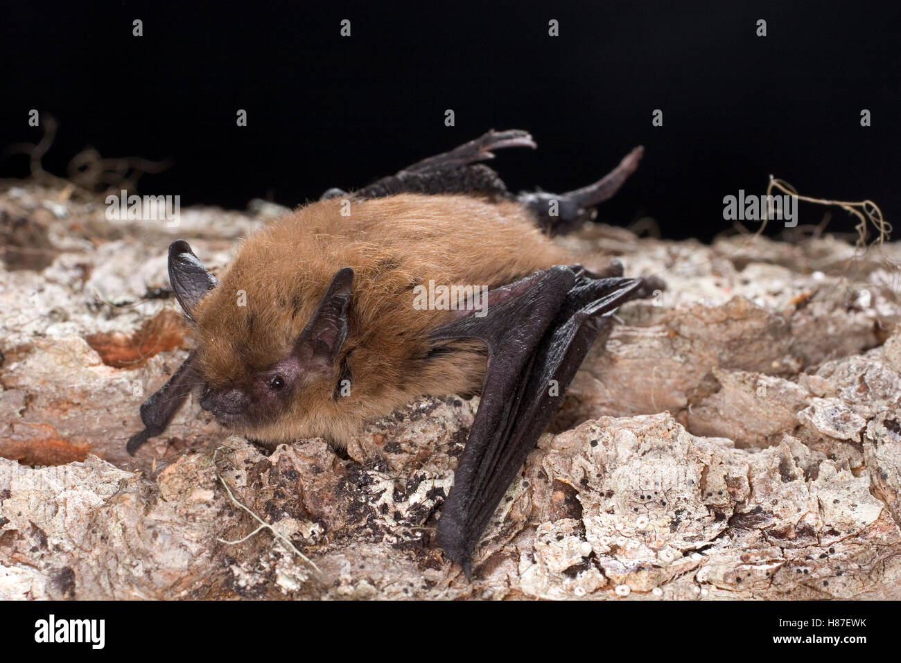 California Myotis (Myotis californicus) on the bark of a tree, Rogue ...