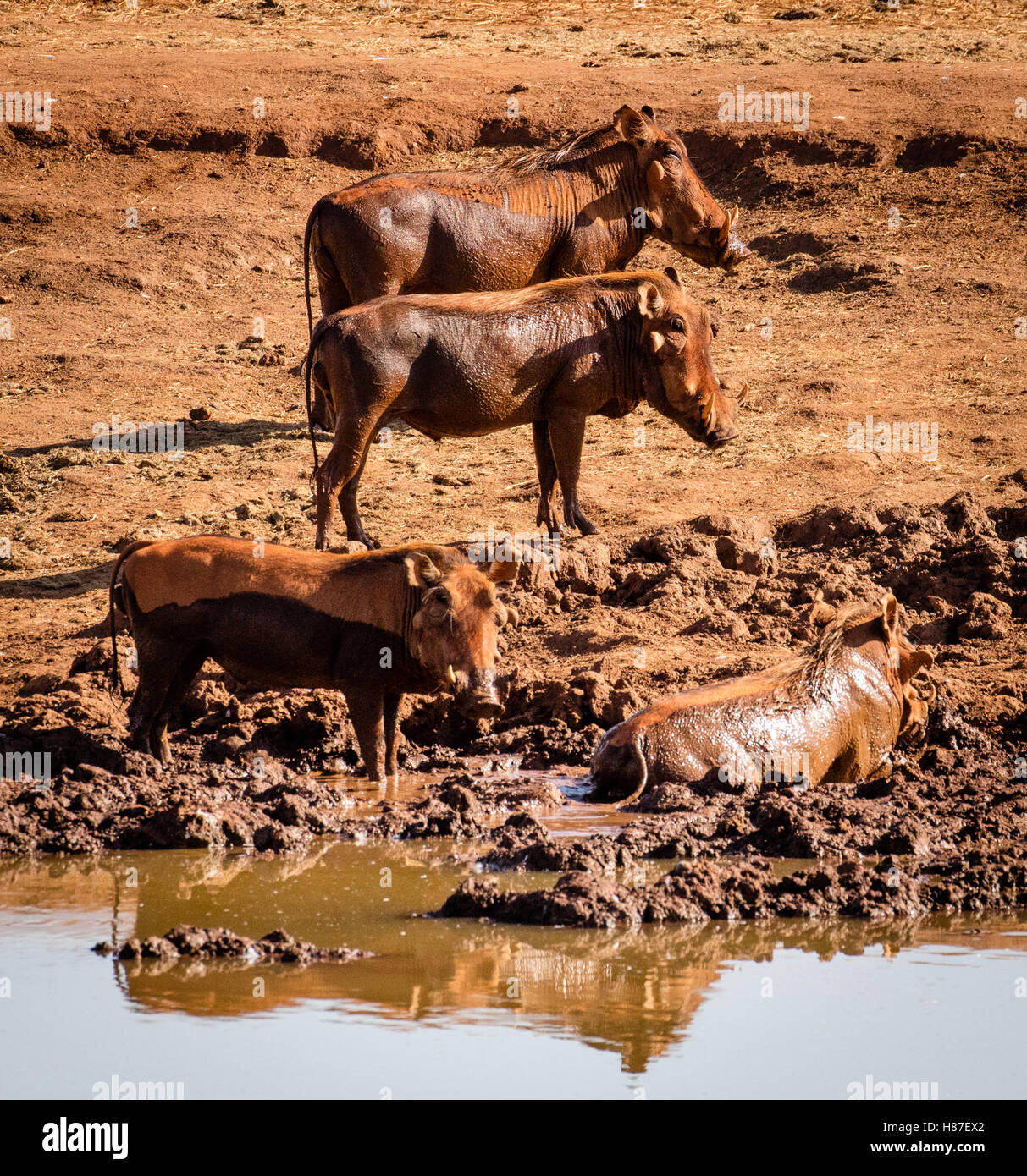 Pigs wallowing in mud hi-res stock photography and images - Alamy