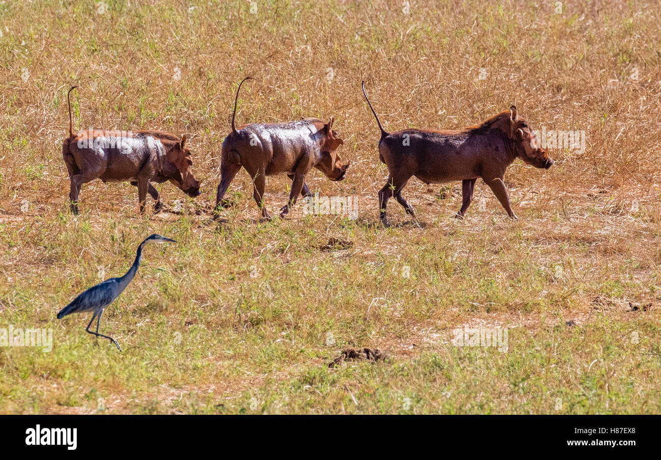 Warthog running tail up hi-res stock photography and images - Alamy