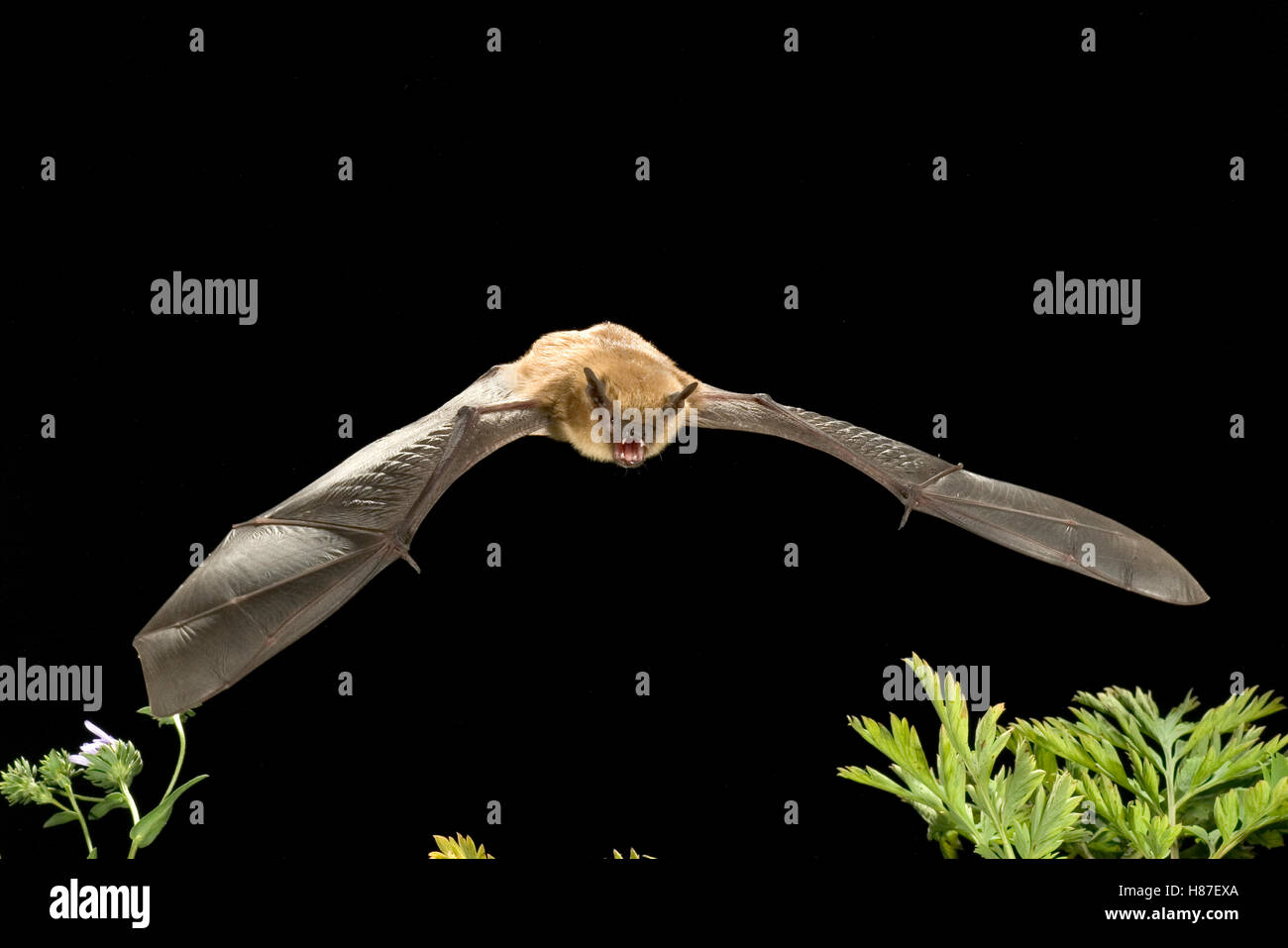 Big Brown Bat (Eptesicus fuscus) flying streamside, Rogue River ...