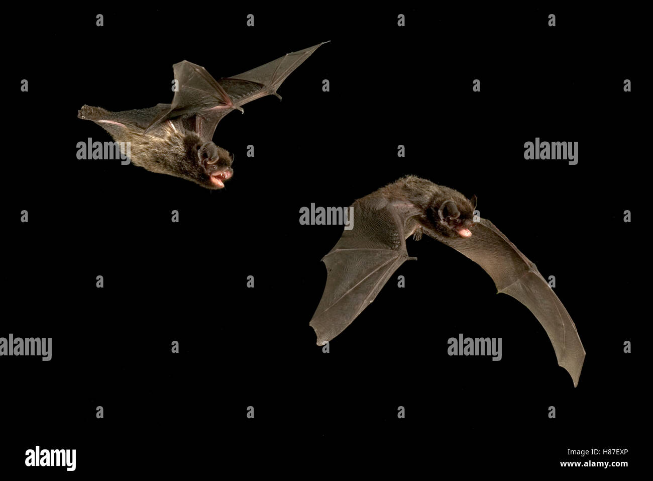 Silver-haired Bat (Lasionycteris noctivagans) illustrating wing ...
