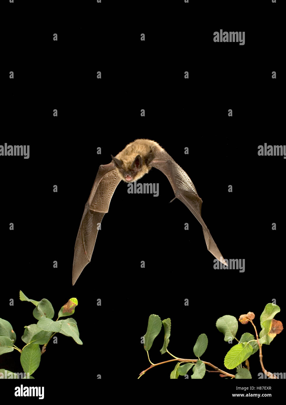 Western Long-eared Myotis (Myotis evotis) flying at night in the Rogue ...