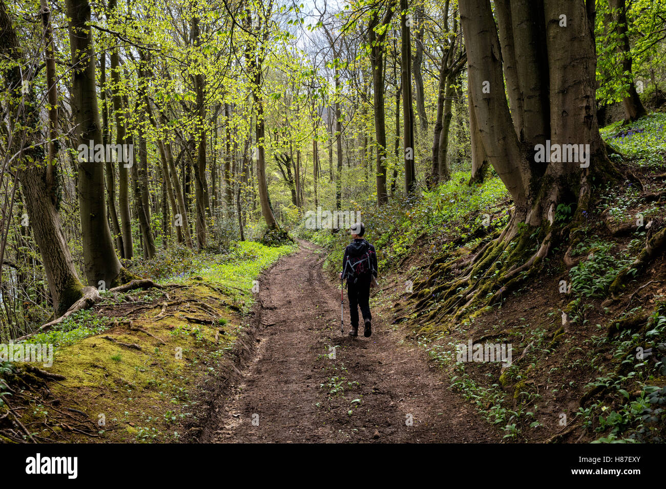 A female walker descends on a track through beech woodland in ...