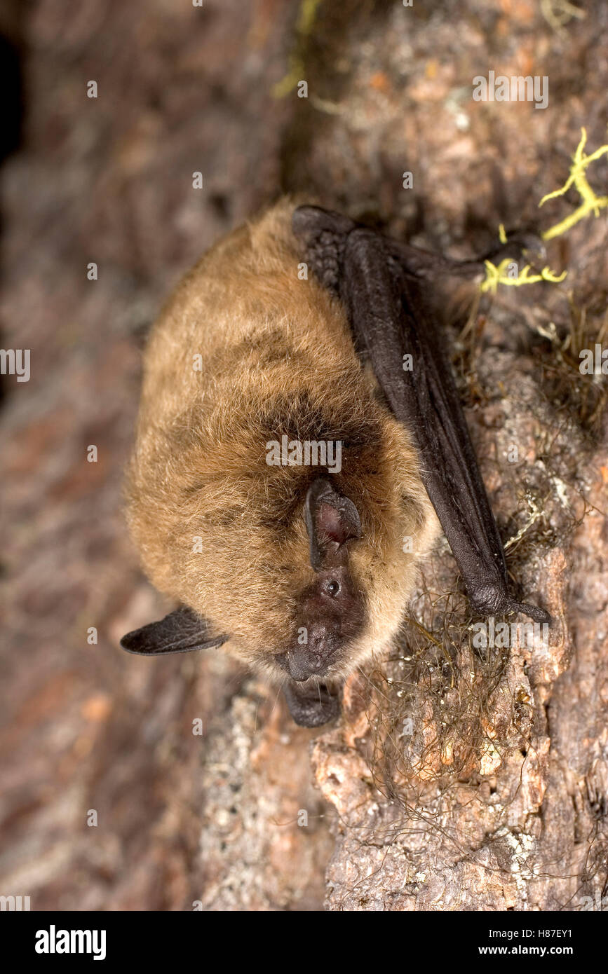 Yuma Myotis (Myotis yumanensis) portrait, Rogue River National Forest ...
