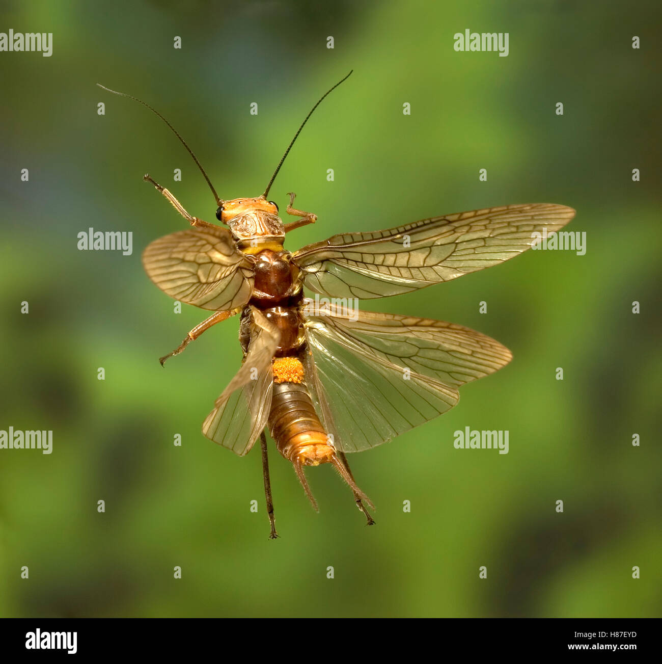 Golden Stonefly (Hesperoperla pacifica) carrying a load of parasitic ...