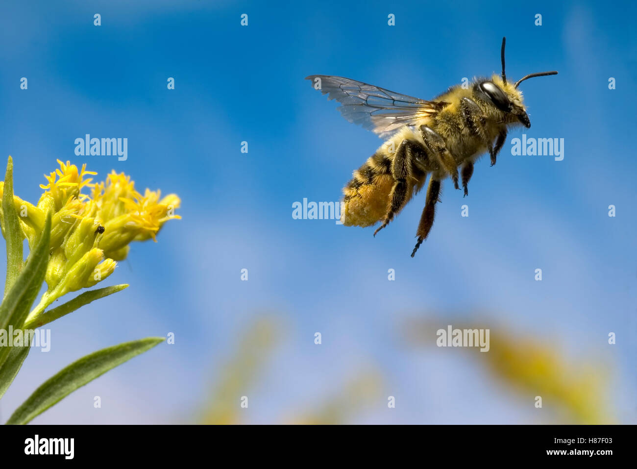 Leaf-cutting Bee (Megachile sp) departing a Goldenrod flower (Solidago ...