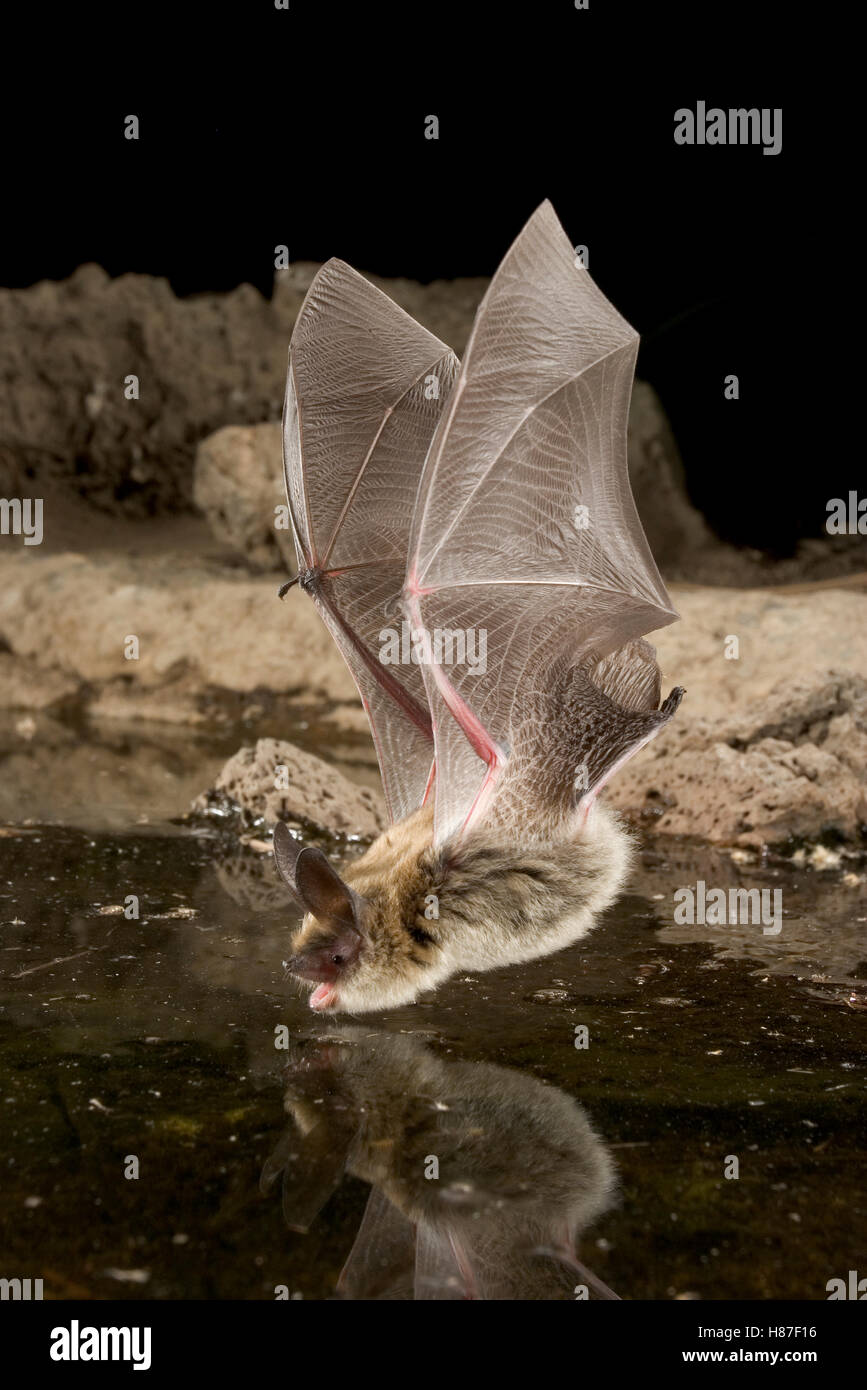 Western Long-eared Myotis (Myotis evotis) about to drink from a man ...