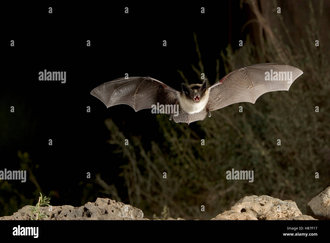 Western Long-eared Myotis (Myotis evotis) flying over a volcanic rock ...