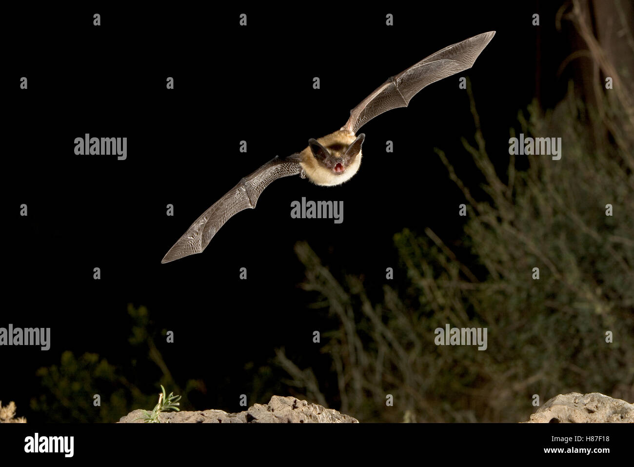 Western Long-eared Myotis (Myotis evotis) flying near desert shrub ...