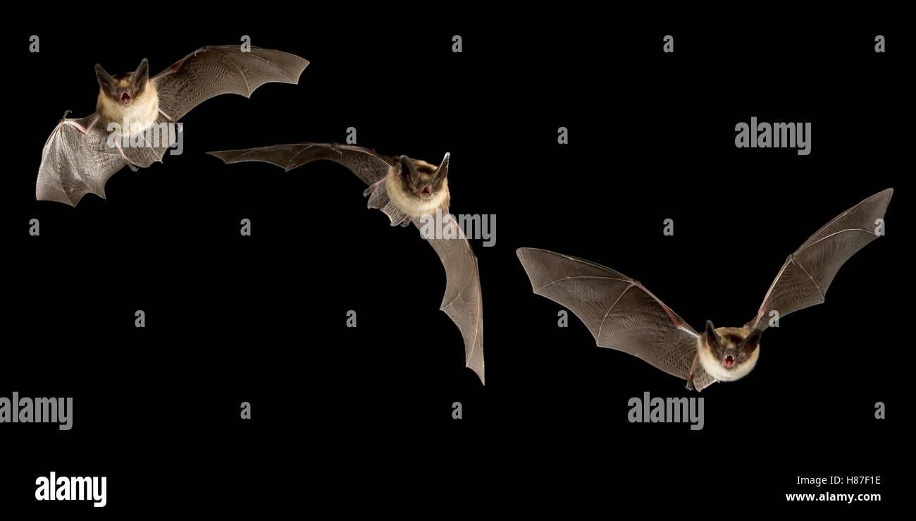 Western Long-eared Myotis (Myotis evotis) trio flying showing acrobatic ...