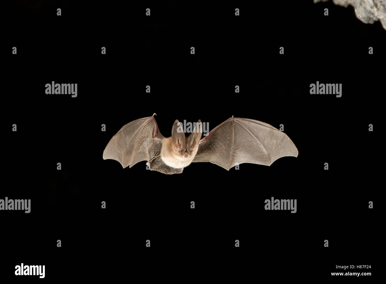 Townsend's Big-eared Bat (Corynorhinus townsendii) exits a cave in the ...