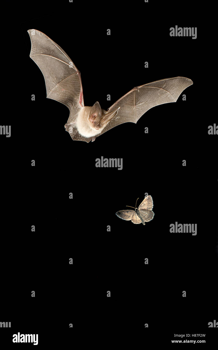 Townsend's Big-eared Bat (Corynorhinus townsendii) pursuing a Spanworm ...