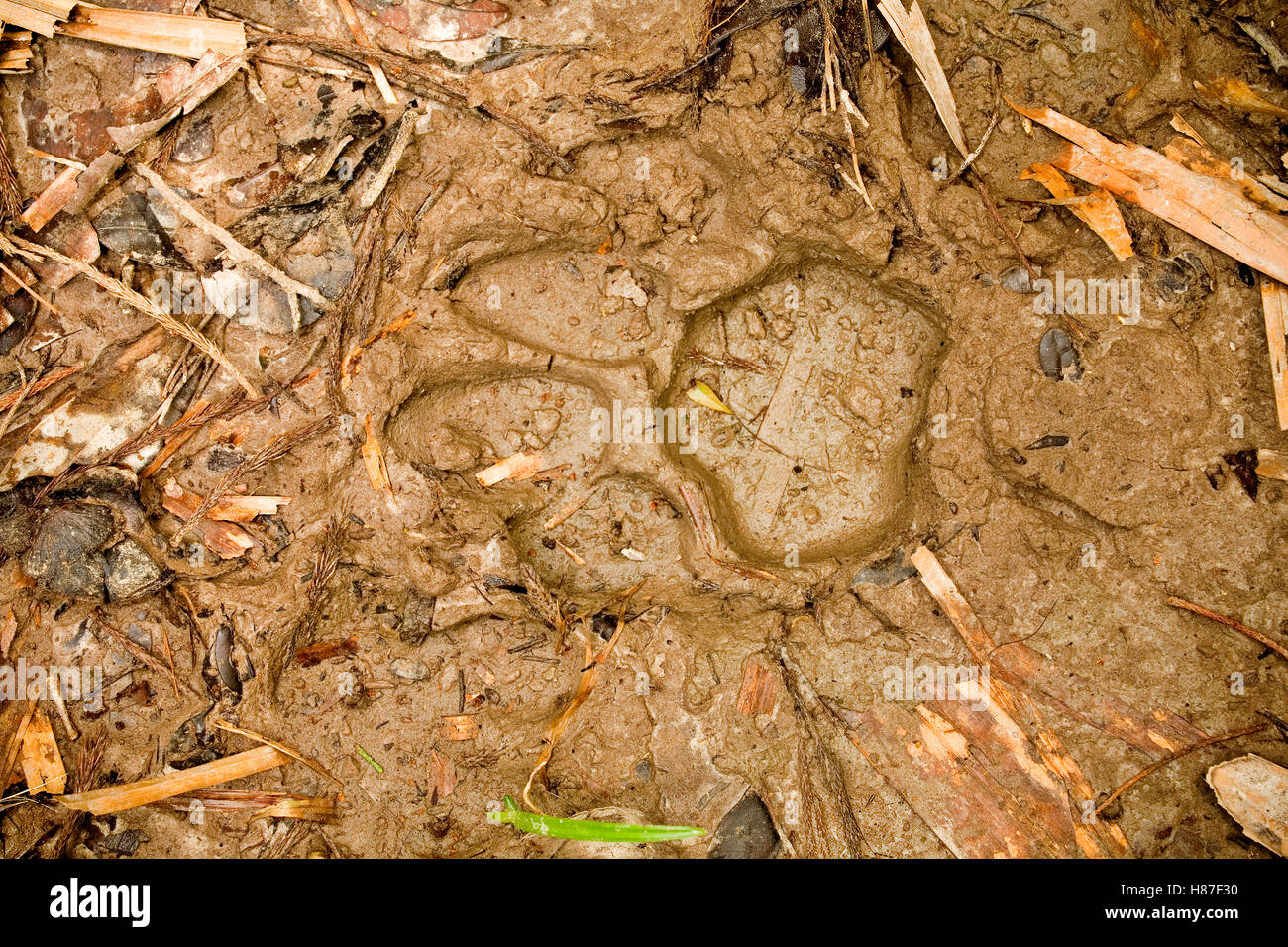 Sumatran Tiger (Panthera tigris sumatrae) footprint along the Dato ...
