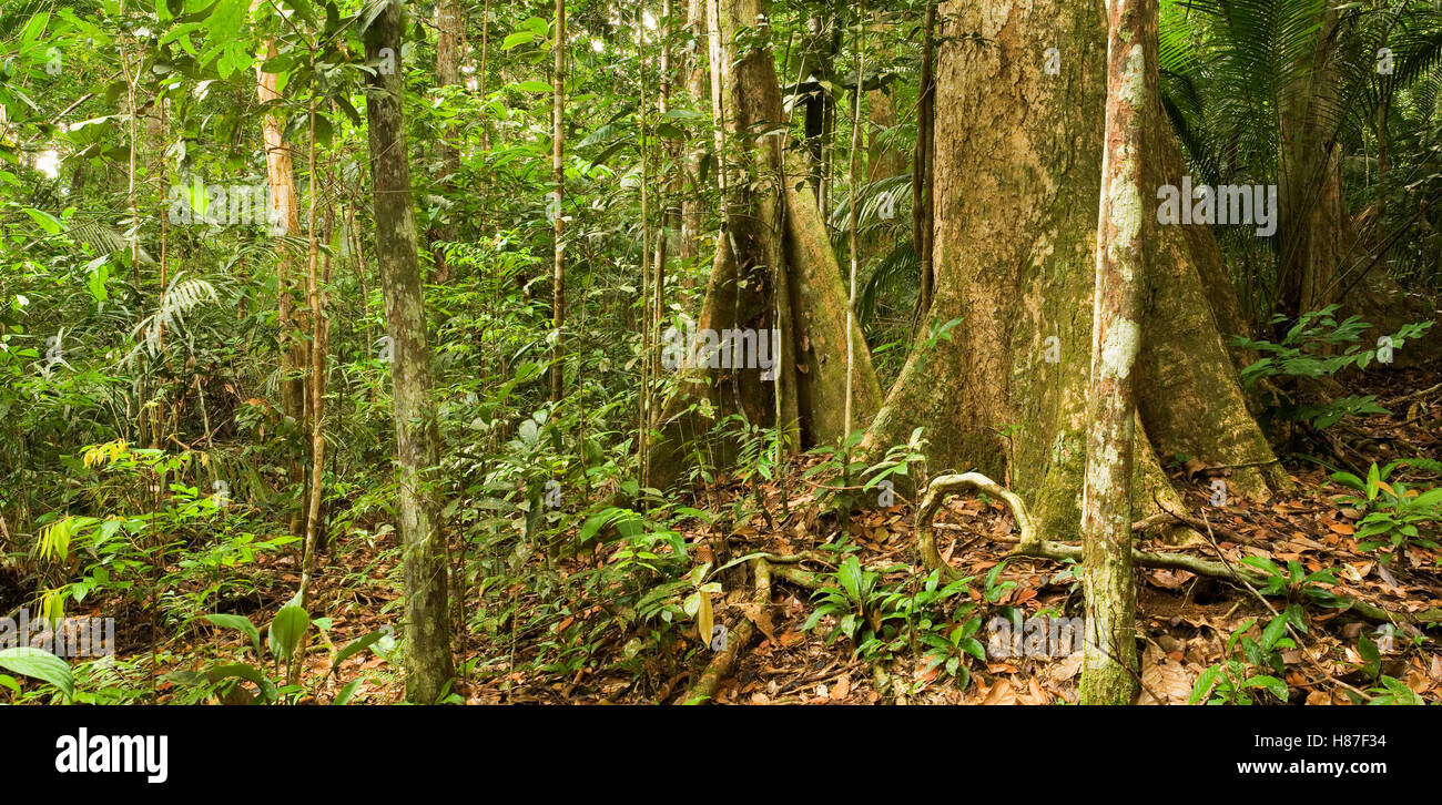 Ancient rainforest in Endau-Rompin National Park, Malaysia Stock Photo ...