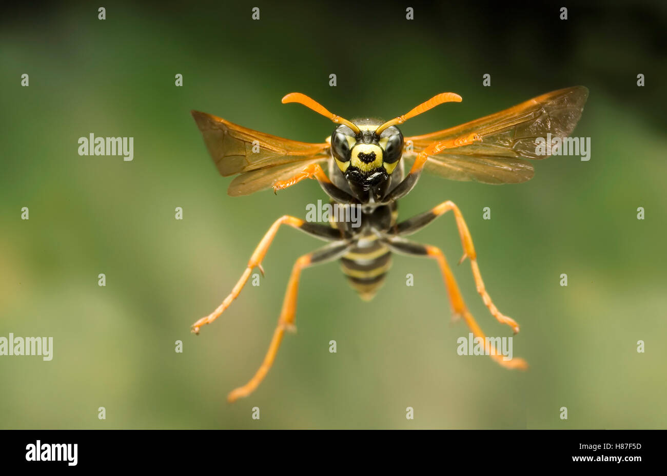 Chinese Paper Wasp (Polistes chinensis) flying, western Oregon Stock ...