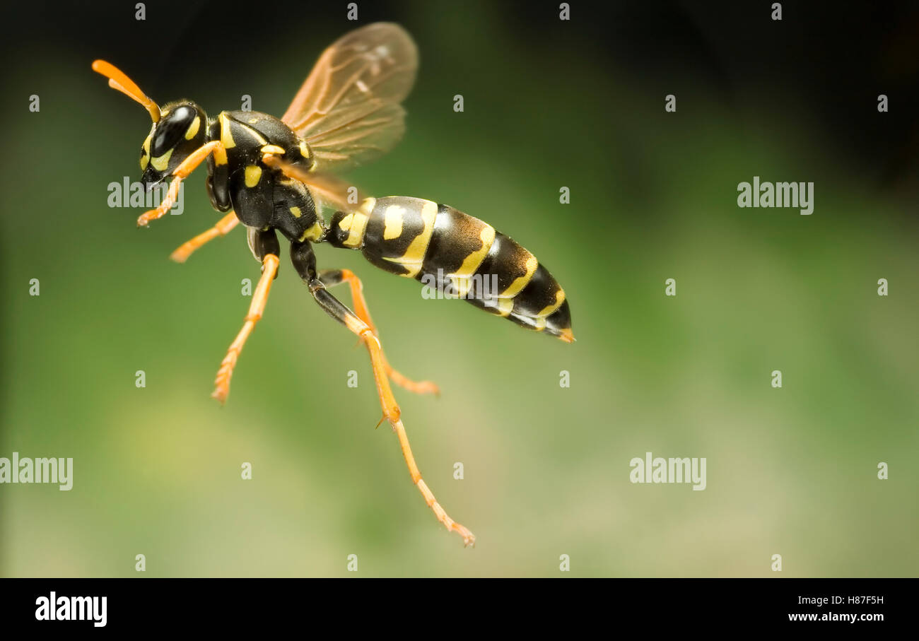 Chinese Paper Wasp (Polistes chinensis) flying, western Oregon Stock ...