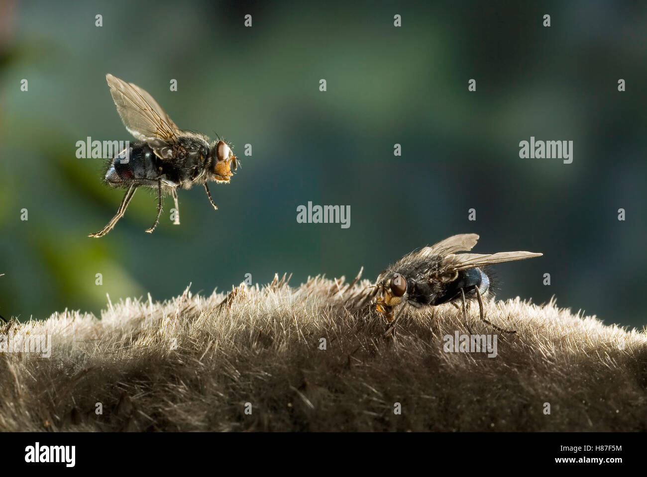 Blue Bottle Fly (Calliphoridae) lands on the pelage of a dead Townsend ...